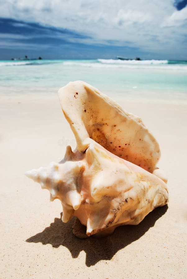 Shell in the Caribbean stock photo. Image of animal, ocean - 8377698