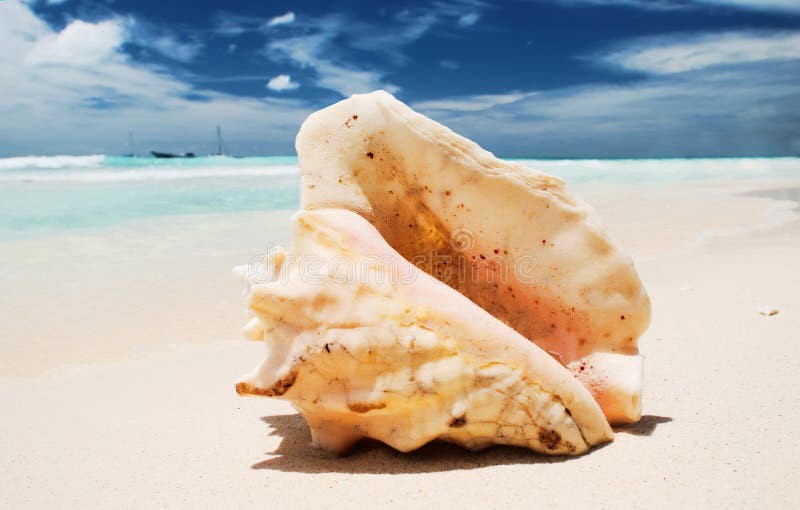 Shell in the Caribbean stock image. Image of coastline - 8377713