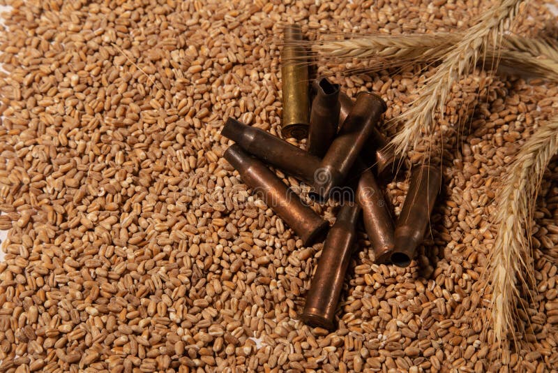 Shell Casings from Balls Lie on a Background of Wheat Grain and Wheat ...