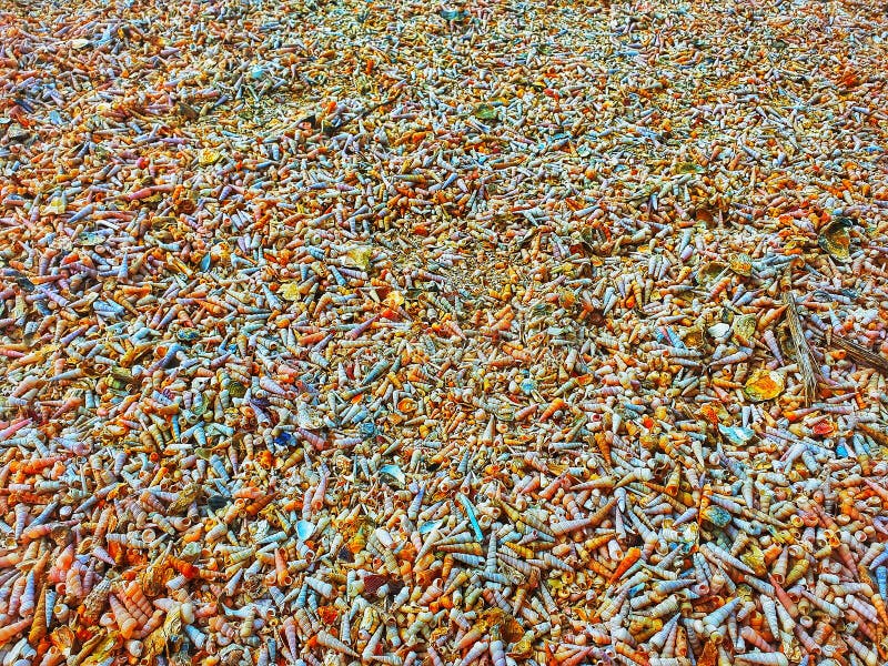 Shell Cemetery. the Soil is Full of Dead Seashells Applied by the ...
