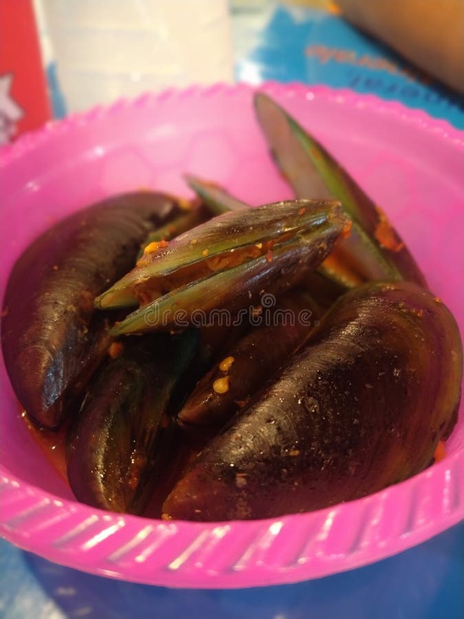 Shell of centre borneo stock photo. Image of animal - 263014160