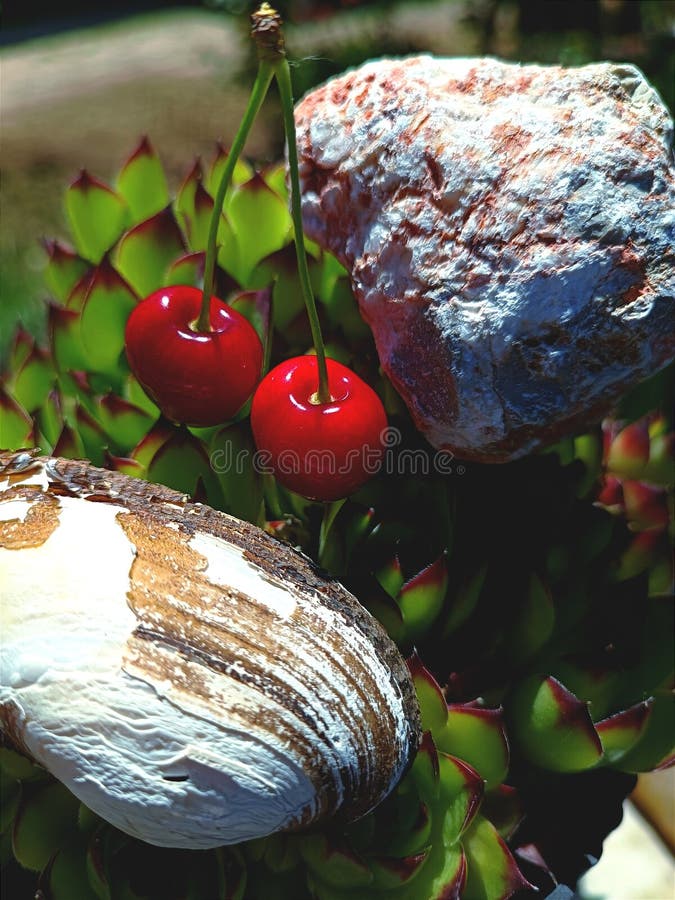 Shell, Cherry and Rock, Still Life. Stock Photo - Image of green ...