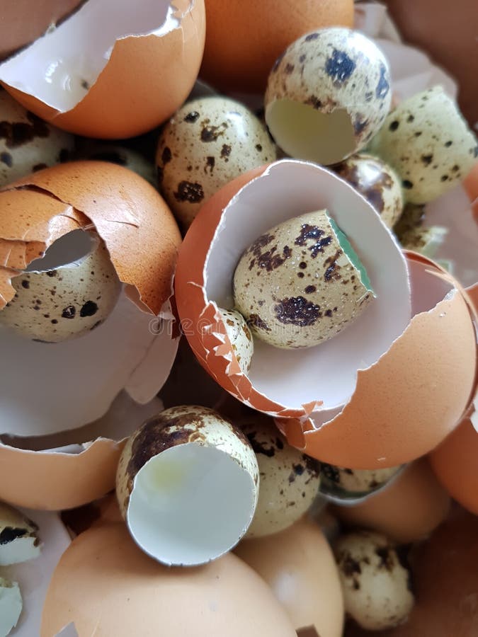 Chicken and Quail Egg Shells Stock Photo - Image of grain, cardamom ...