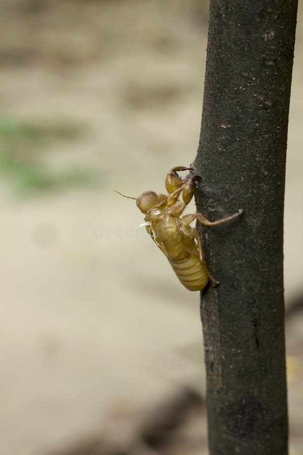 The Shell Of The Cicada On A Branch. Stock Photo - Image of beautiful ...