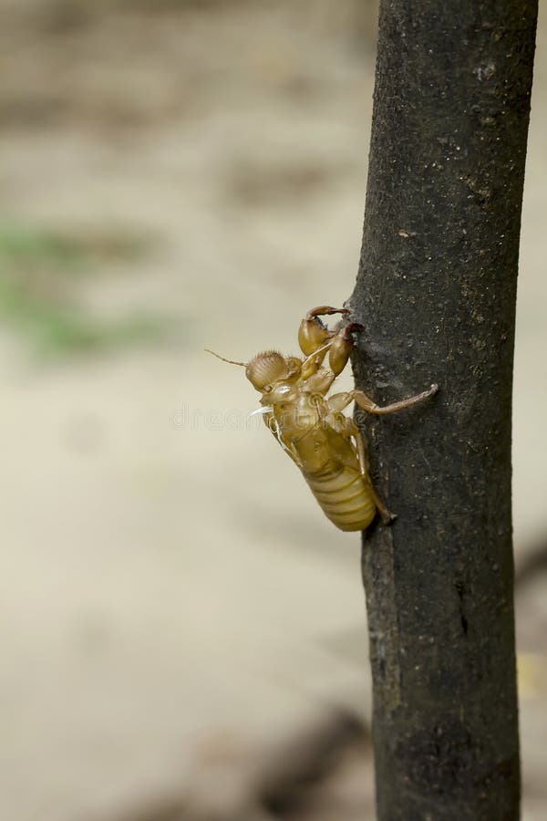 The Shell of the Cicada on a Branch. Stock Image - Image of adult ...