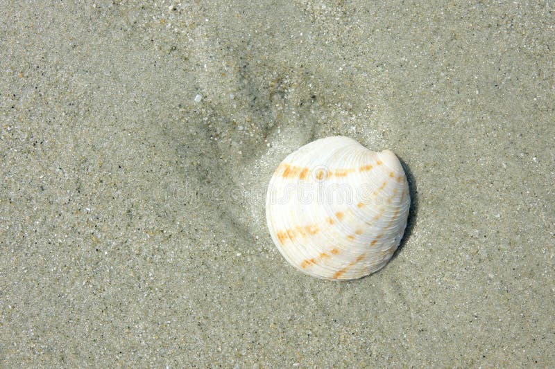 Sandy beach stock image. Image of animal, beach, shells - 356879451