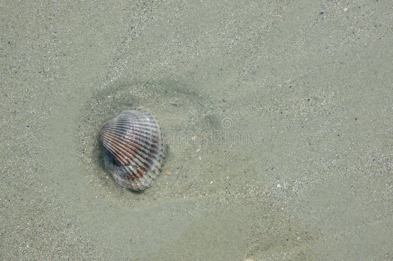 Sandy beach stock photo. Image of animals, small, beach - 356879462