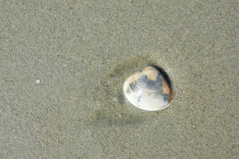 Sandy beach stock photo. Image of shell, wild, shells - 356879484