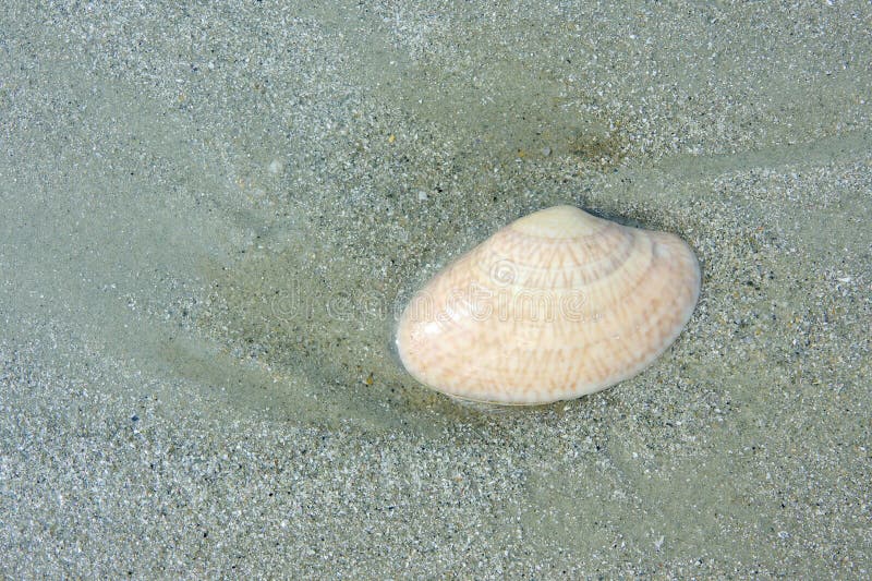 Sandy beach stock photo. Image of ocean, coastal, life - 356879472