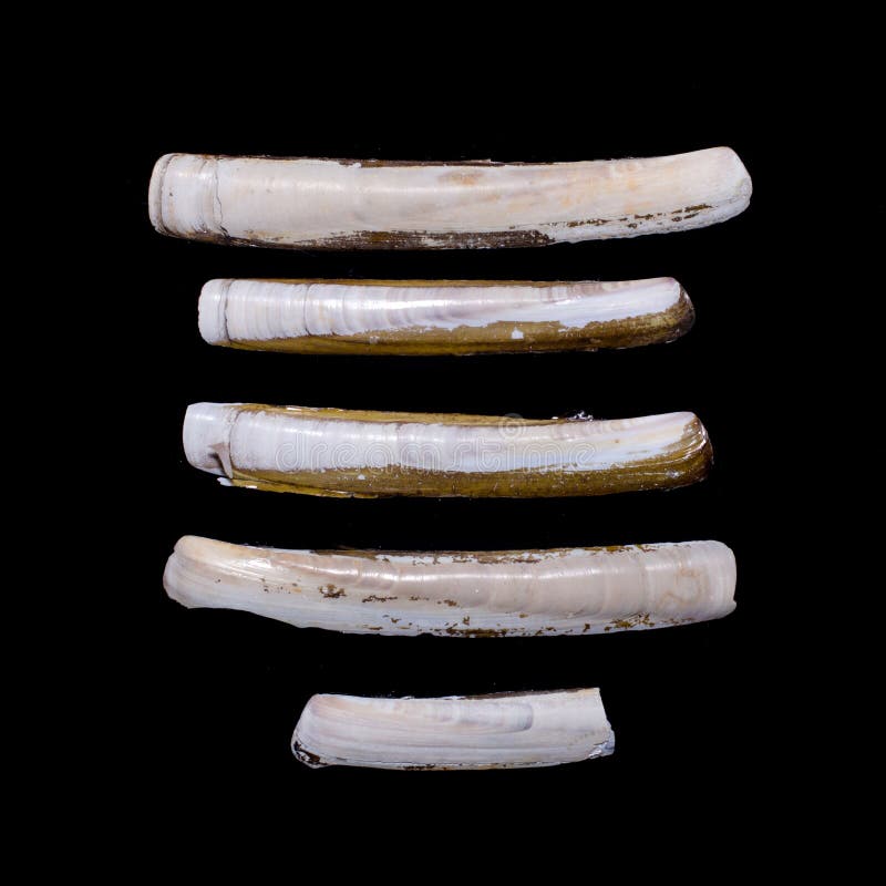 Shell of or Seashells on Black Background Stock Photo - Image of stones ...