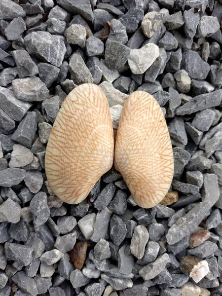 A Shell or Shell or Shell is a Solid Substance that Covers the External ...