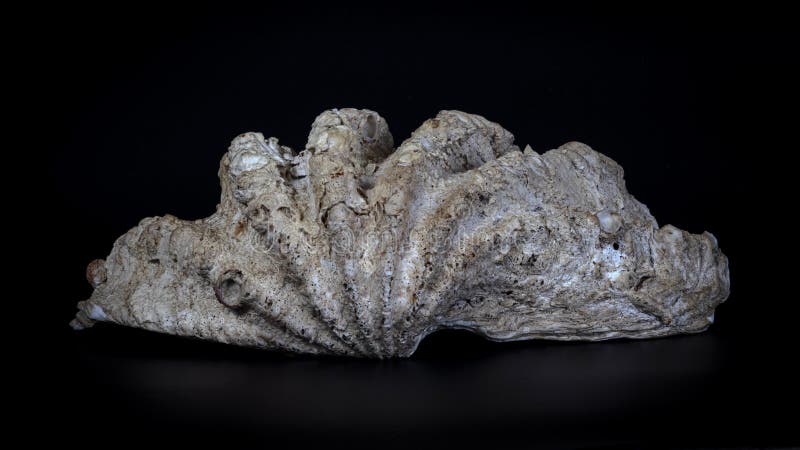 Shell of a tridacna stock photo. Image of decorations - 269737902