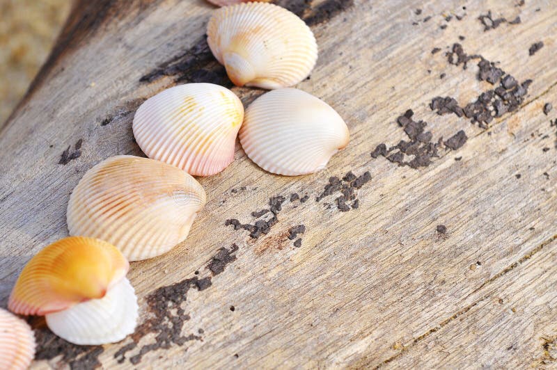Shell on the Wood at the Beach Stock Image - Image of sand, tropical ...