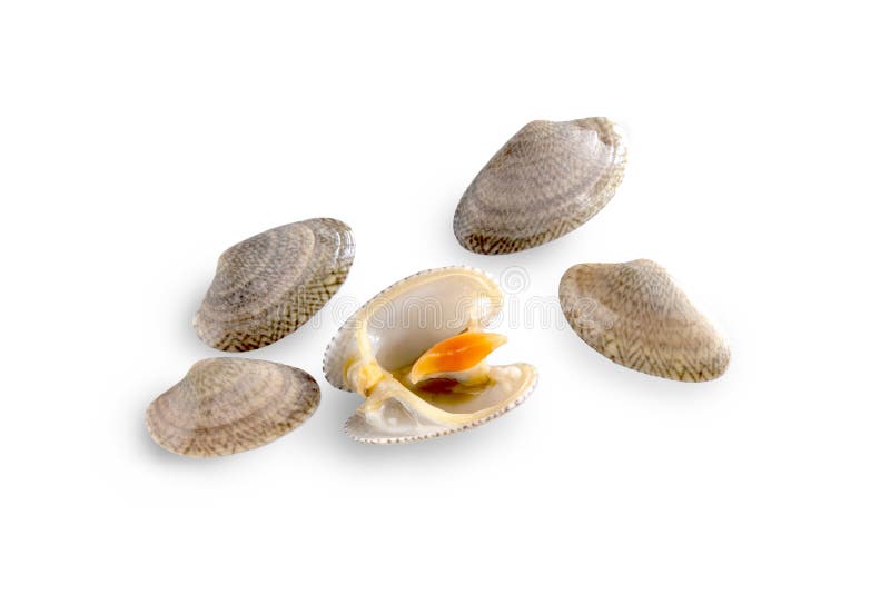 Shell Clams Isolated on White Background Stock Photo - Image of kitchen ...
