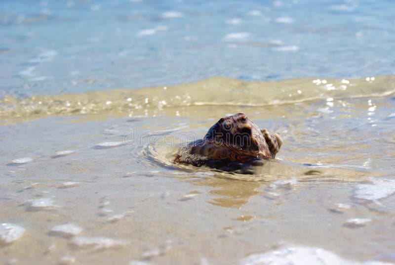 Shell in clear sea water stock image. Image of vacation - 180652737