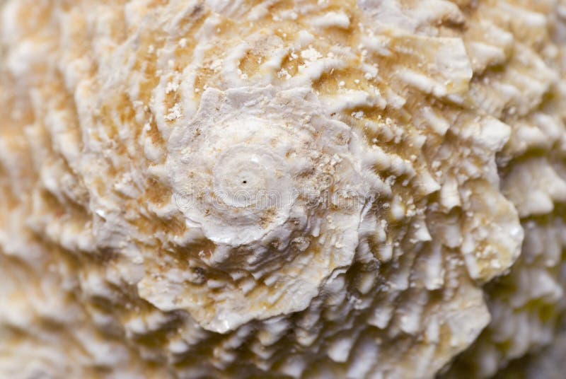 Close up of shell stock photo. Image of material, nature - 4681830