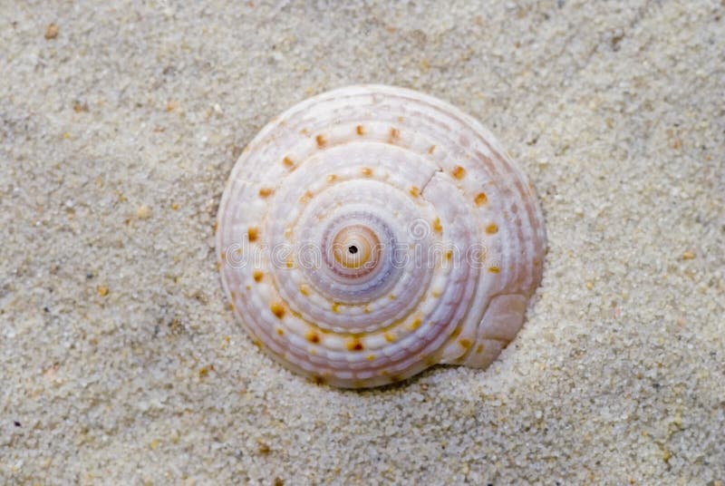 Close up of shell stock photo. Image of material, nature - 4681830