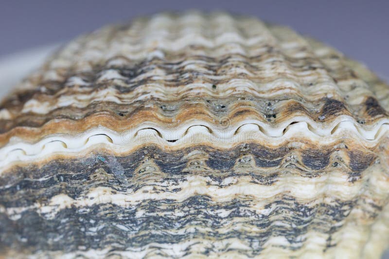 Shell stock photo. Image of beauty, shape, shell, stripes - 51833252