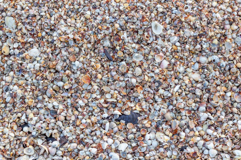 Shell Close-up. the Ocean Coast. Background of Seashells Stock Photo ...
