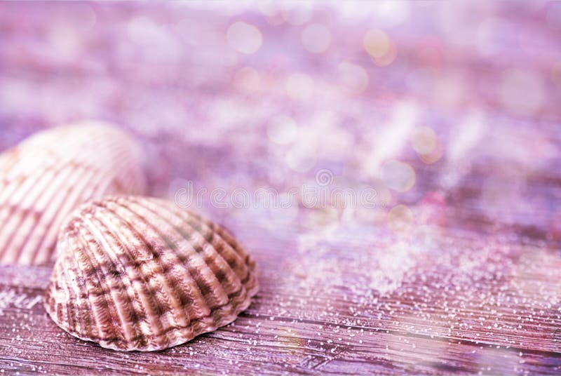 Shell Close Up in Pink Light Stock Photo - Image of copy, vacation ...