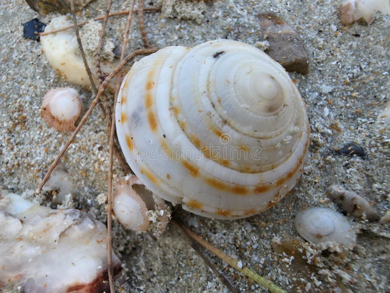 Shell Close-up on the Sandy Shore Stock Image - Image of wildlife ...
