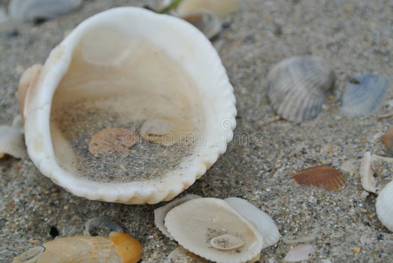 Shell Close Up stock photo. Image of oyster, rough, pretty - 48751196