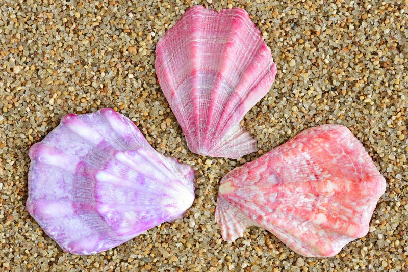 Shell stock image. Image of shellfish, pink, material - 73937787