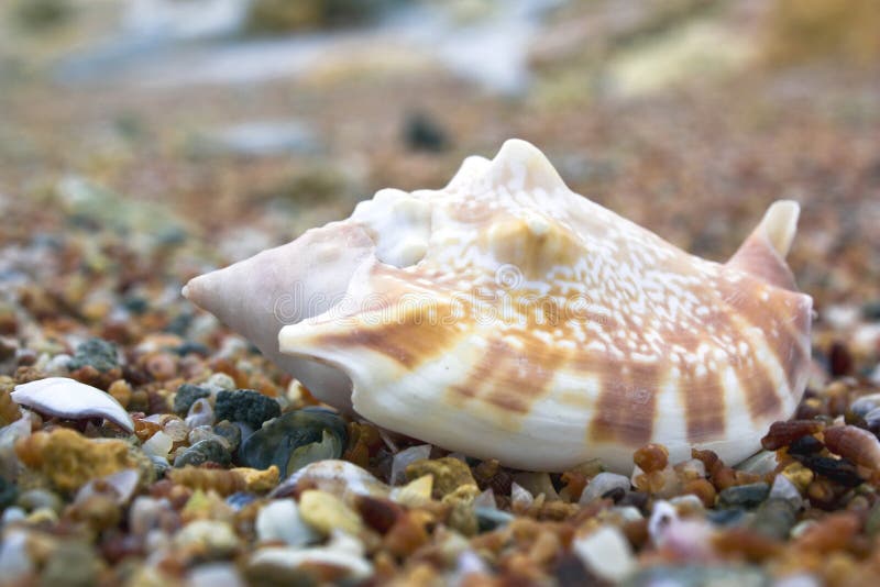 Conch shell on beach stock image. Image of holiday, collect - 5275787