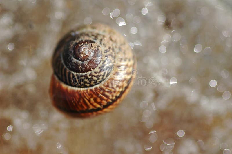 Curly sea shell. stock photo. Image of holiday, color - 17022040