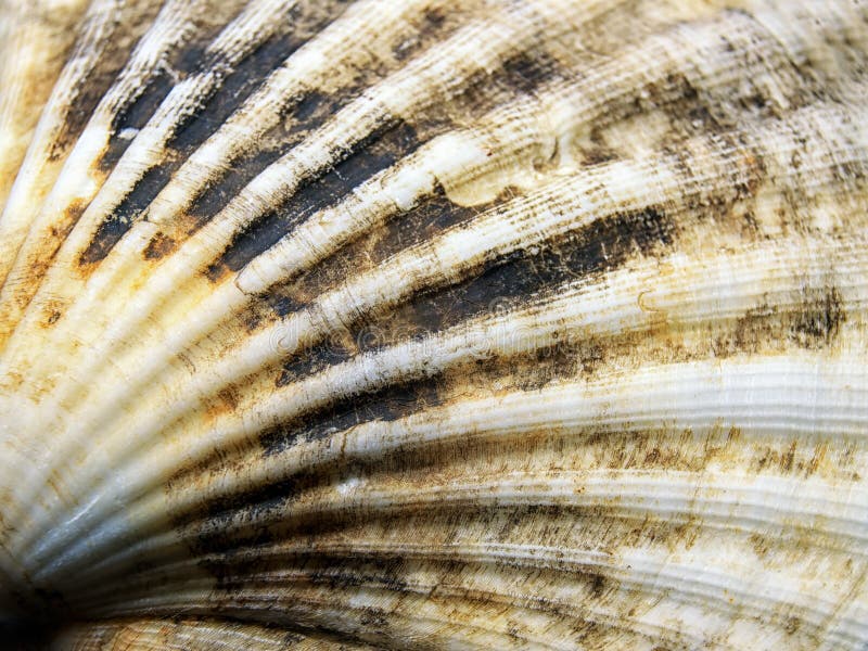 Macro shells stock image. Image of molluscs, life, exoskeleton - 23646913