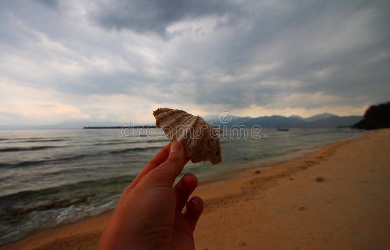 Shell stock photo. Image of blue, catch, malaysia, asia - 74965502