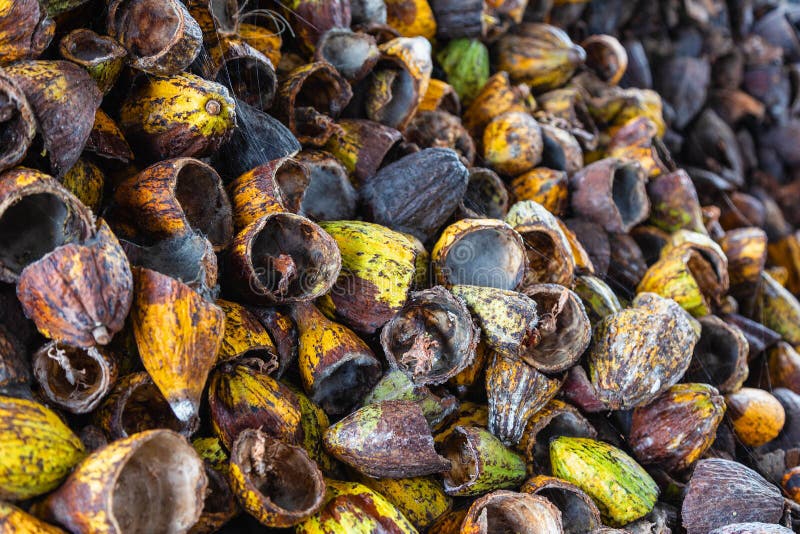 Shell of Cocoa Fruit and Cocoa Shell Dry Stock Photo - Image of culture ...