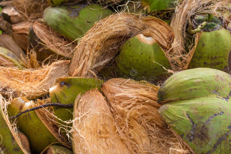 Shell coconut stock photo. Image of diet, ingredient - 67681994