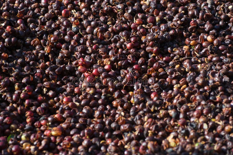 Shell of the coffee beans stock photo. Image of drink - 173401278