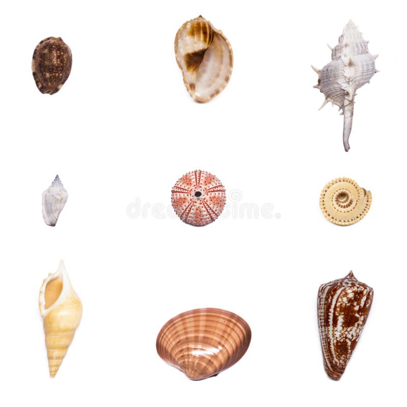 Shell collection stock photo. Image of urchin, beach - 16176318