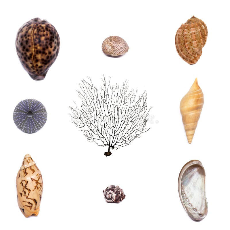 Shell collection stock image. Image of shell, collection - 16176397