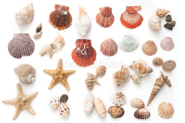 1,145 Different Shapes Shell Stock Photos - Free & Royalty-Free Stock ...