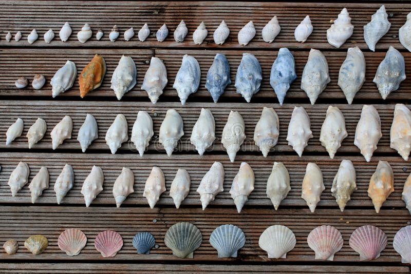 Shell collection stock photo. Image of hobbies, marine - 29698500