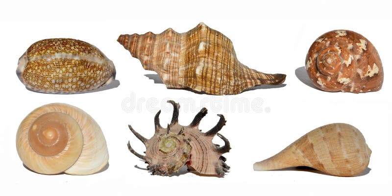 Shell Collection foto de archivo. Imagen de aislado, elegancia - 33678932