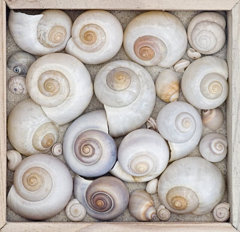 Shell collection stock image. Image of background, collection - 9474837