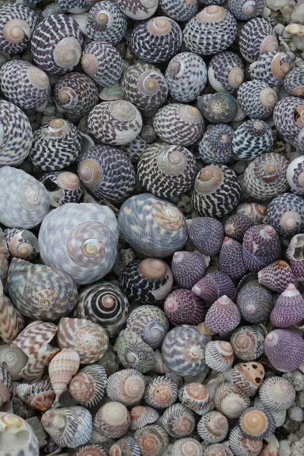 Sea shell collection stock photo. Image of collection - 61916816