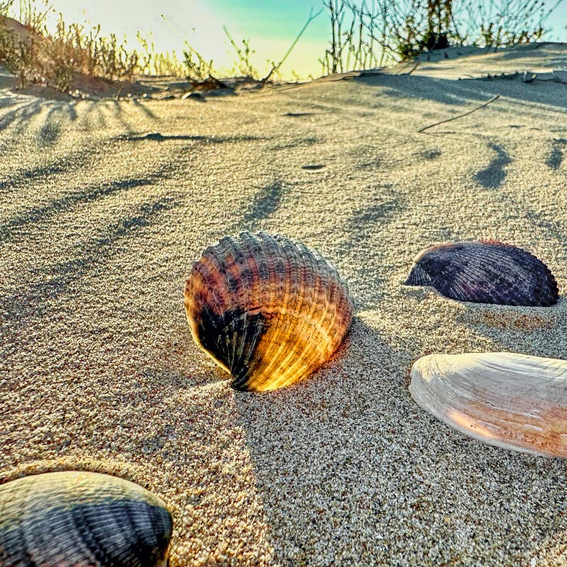 Shell Collection in the Dunes of Costa Del La Luz, Spain Stock Image ...