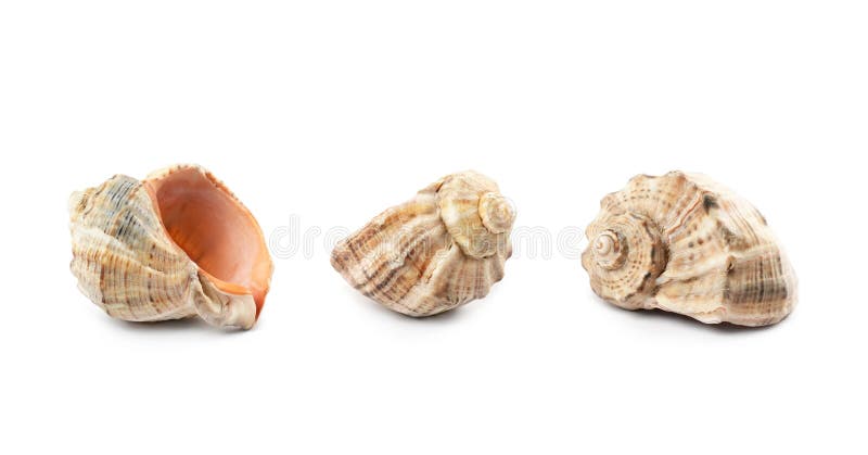 Shell Collection Featuring Three Unique Marine Specimens from the Ocean ...