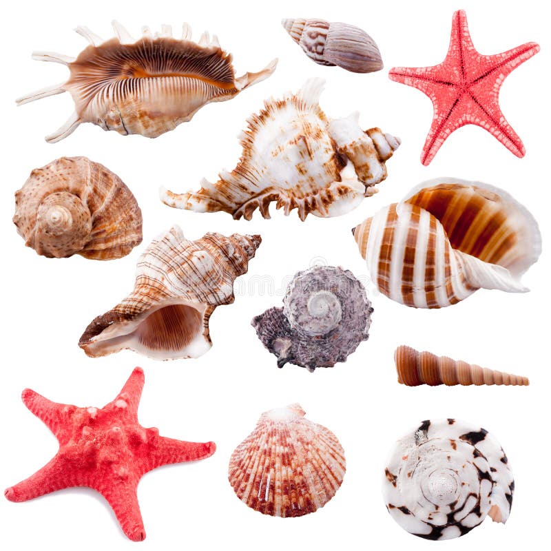 Shell Collection, isolated stock image. Image of shell - 3359727