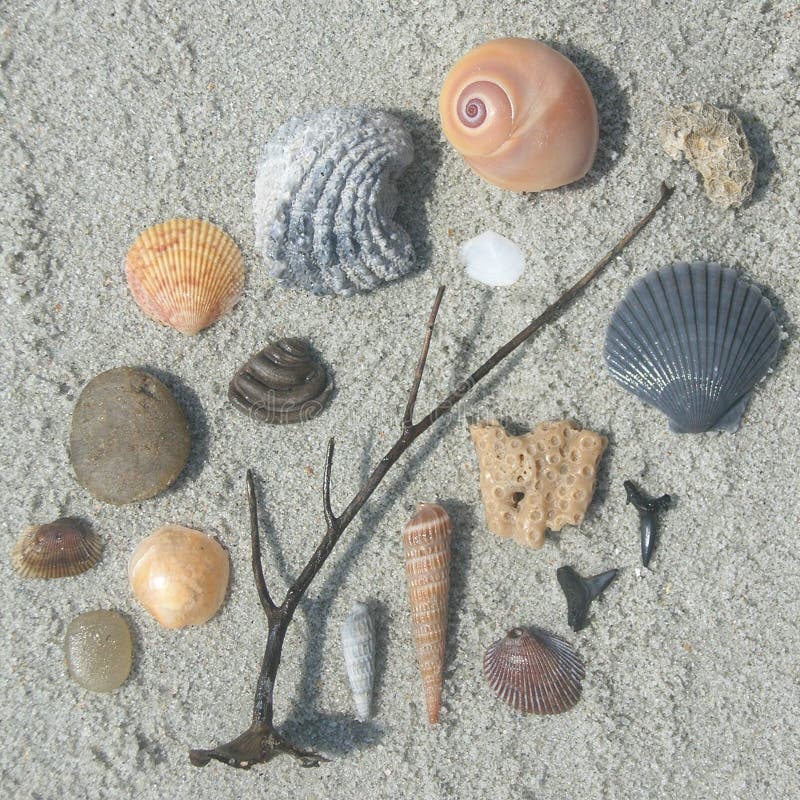 Shell Collection, isolated stock image. Image of shell - 3359727