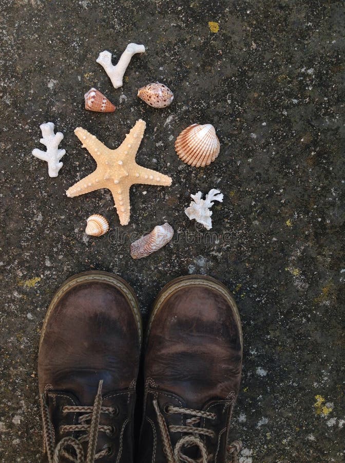 Shell stock image. Image of backdrop, shell, crustaceanscomposition ...