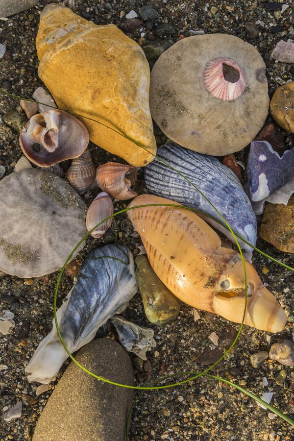 Beach Shell Collection stock photo. Image of colorful - 79002544