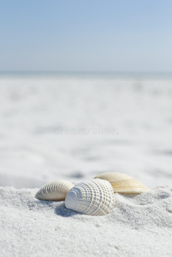 Shell Collection among the White Sand Stock Image - Image of mexico ...