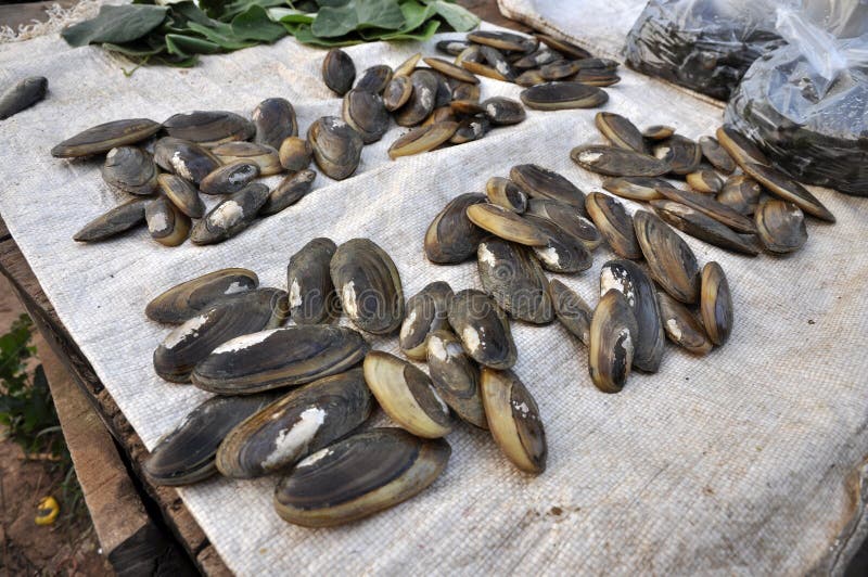 Shell Comercializa La Comida Fresca Tailandia Imagen de archivo ...