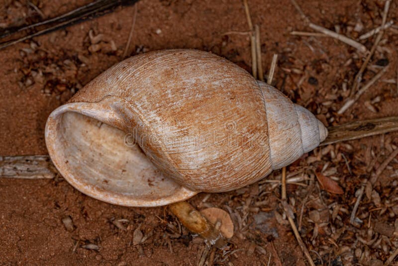 Shell of Common Land Snail stock image. Image of molluska - 231750955